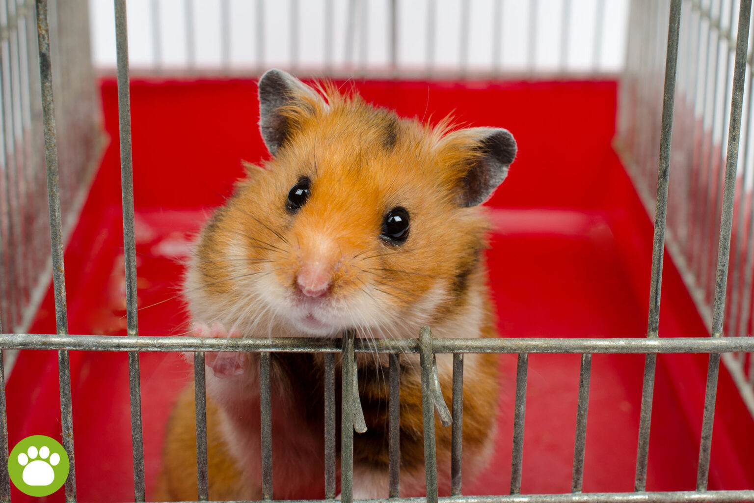 Jak oswoić chomika syryjskiego? Sprawdzone metody | Świat Zwierzaka